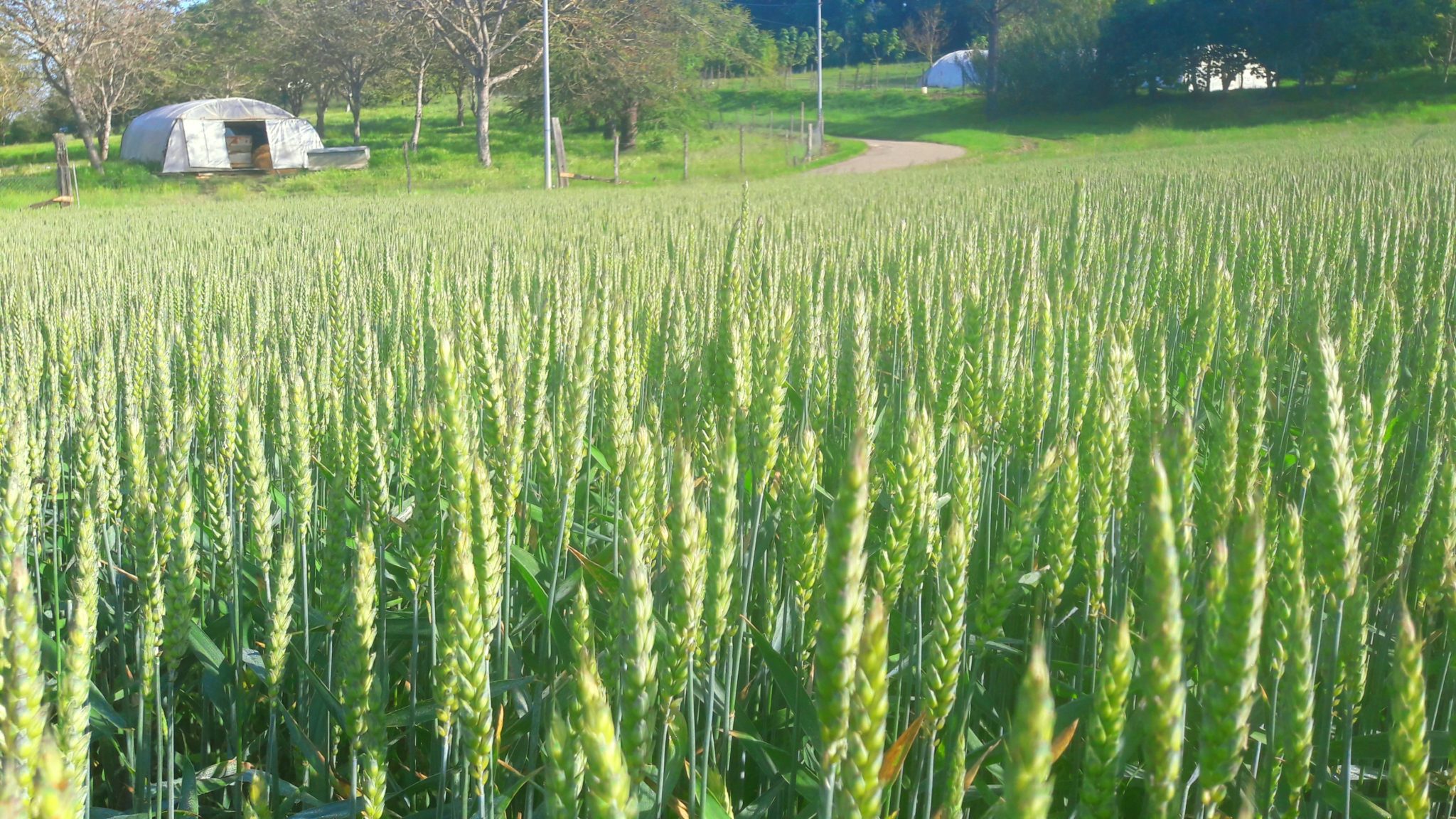 Nos cultures de blé et maïs promettent une belle saison | Ferme de Ramon