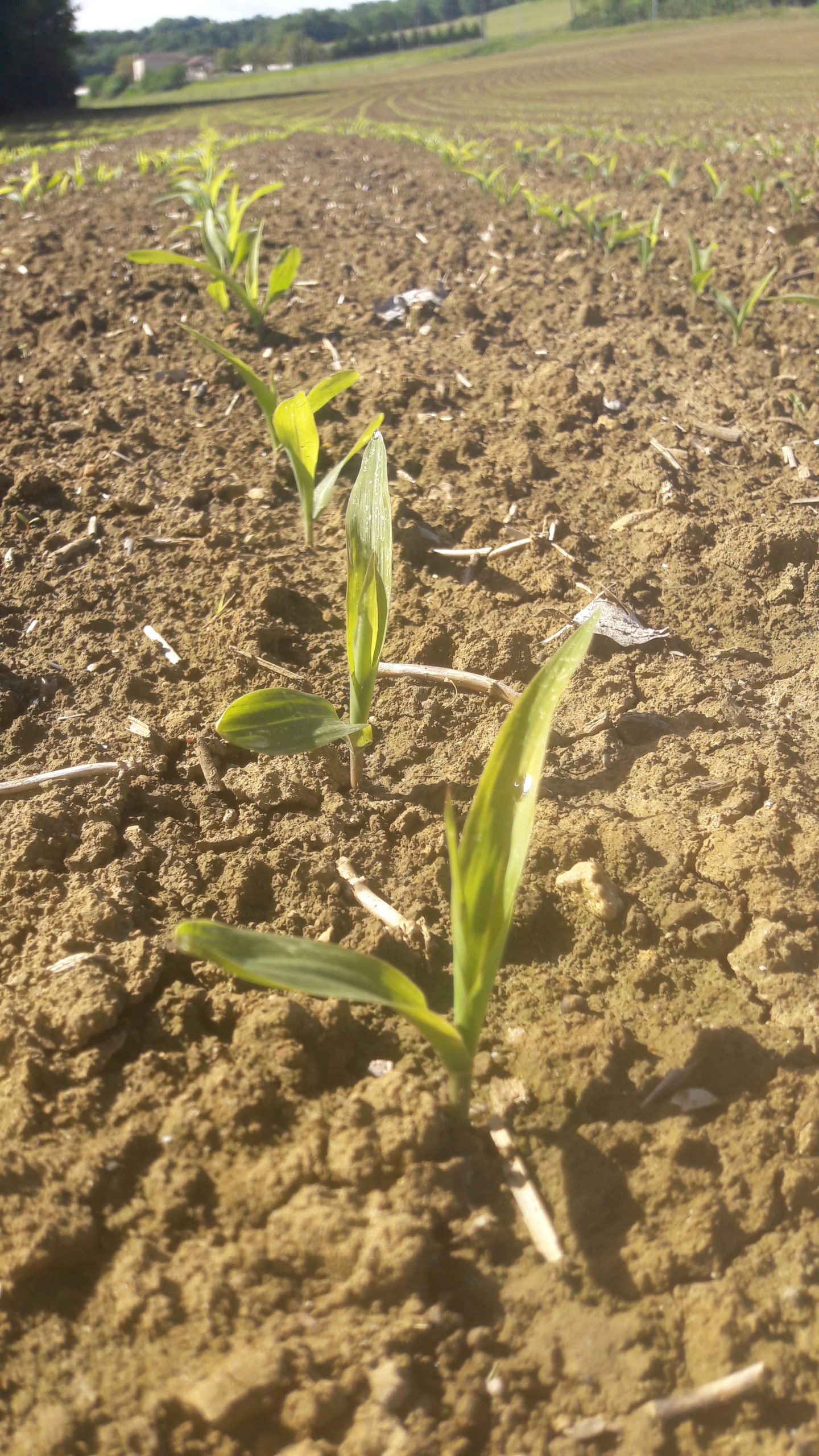 Nos cultures de blé et maïs promettent une belle saison | Ferme de Ramon